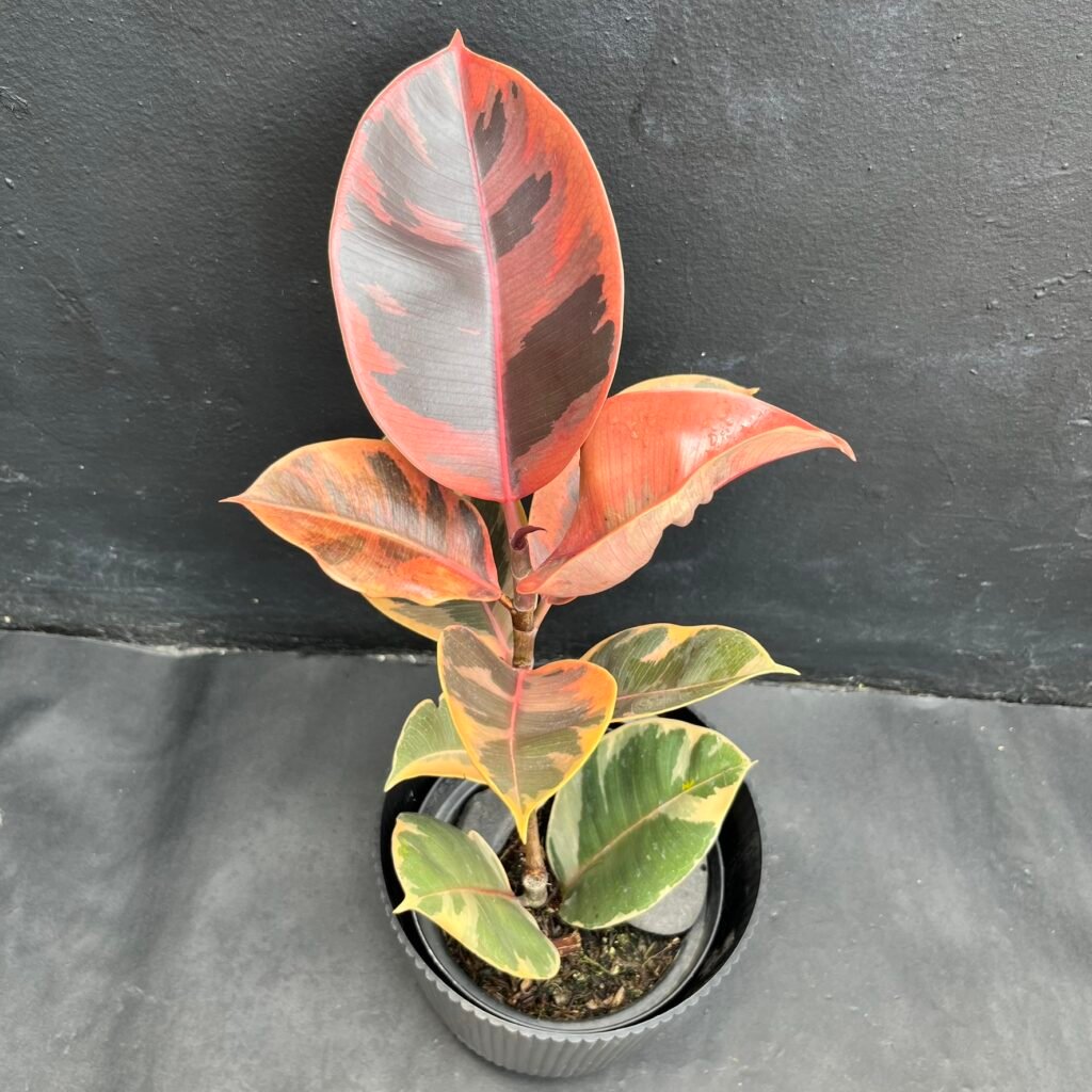 Ficus Elastica o Caucho - Selvatico Plant Shop