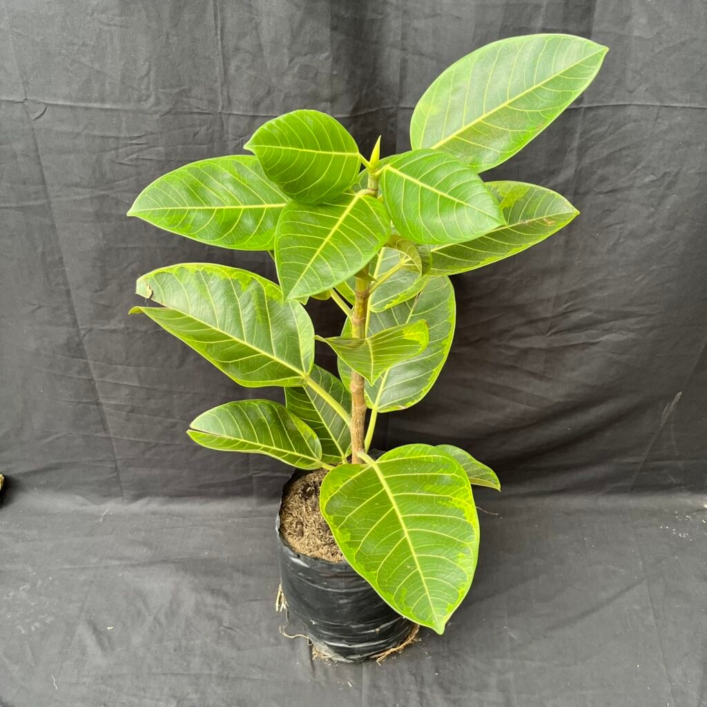 Ficus Altissima - Selvatico Plant Shop