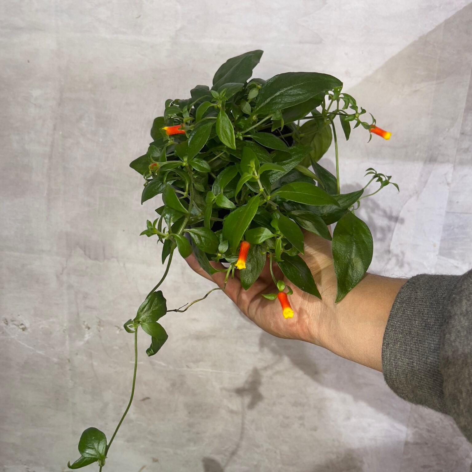 Fosforito o Cuphea Ignea - Selvatico Plant Shop